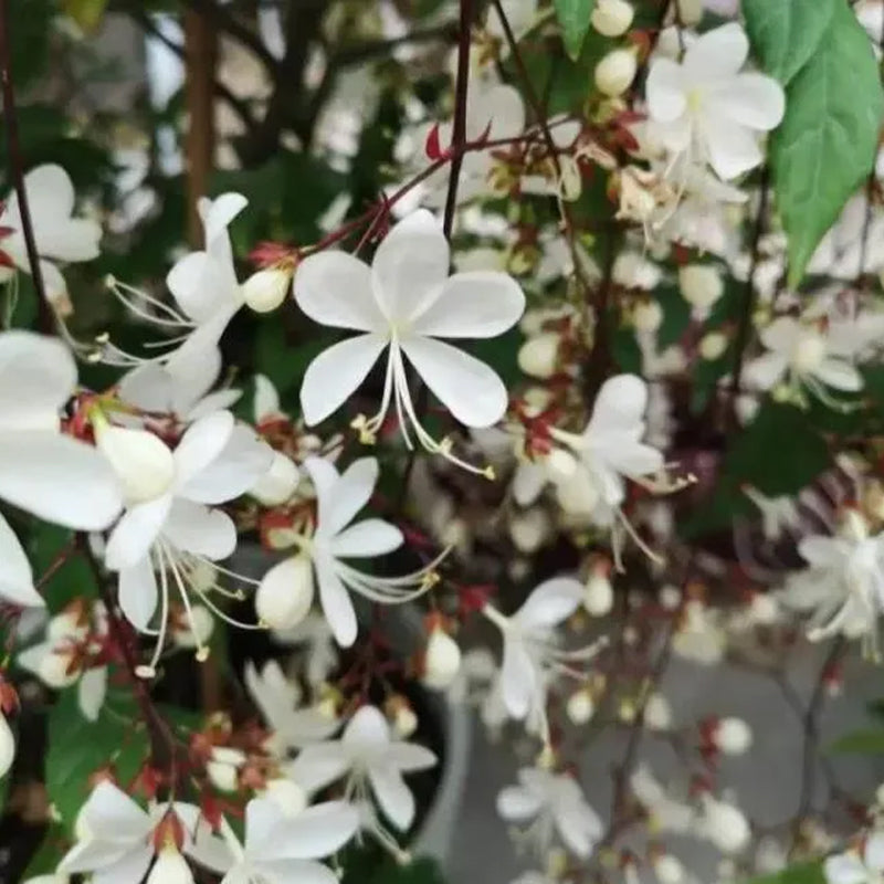 You Are My Life-Trailing Jasmine Flowers Seeds – Haiyiplants