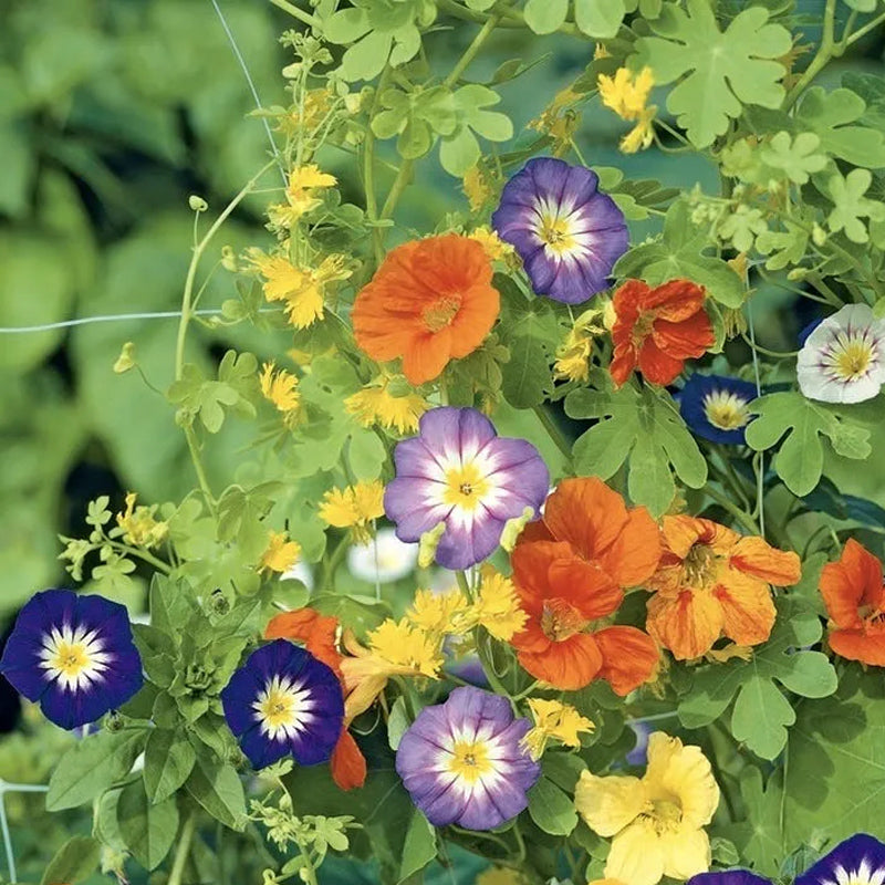Sightseeing Mix Veronica Seeds – Haiyiplants
