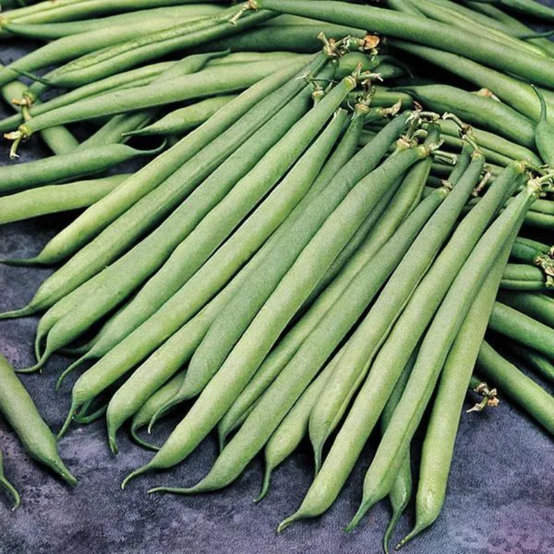 Container Bush Beans Mascotte – Haiyiplants
