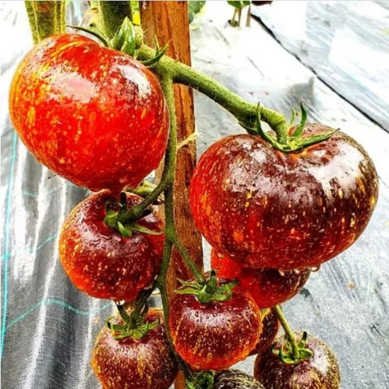 Dark Galaxy Tomato Seeds – Haiyiplants