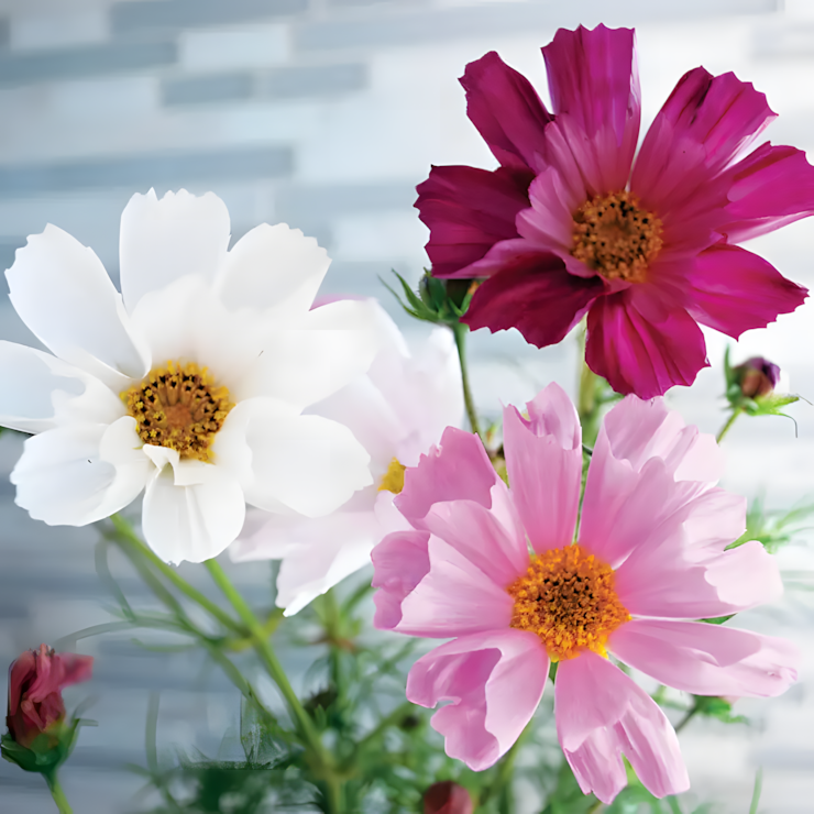 Sea Shells Mix Organic Cosmos Seeds – Haiyiplants