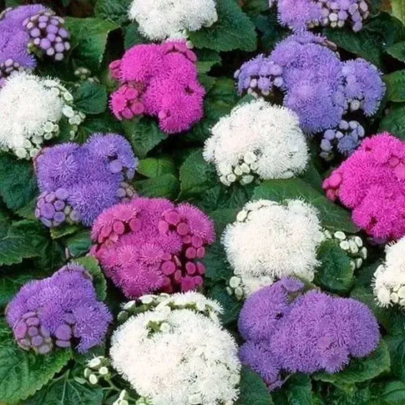 Ageratum F1 Hawaii Mixed Color - Flower Seeds – Haiyiplants