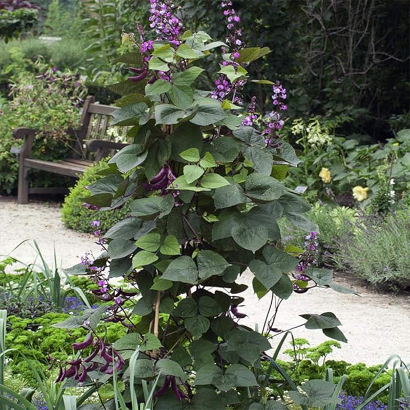 Perennial Green Dolichos Lablab Hyacinth Bean Vine & Flower Seed for P ...