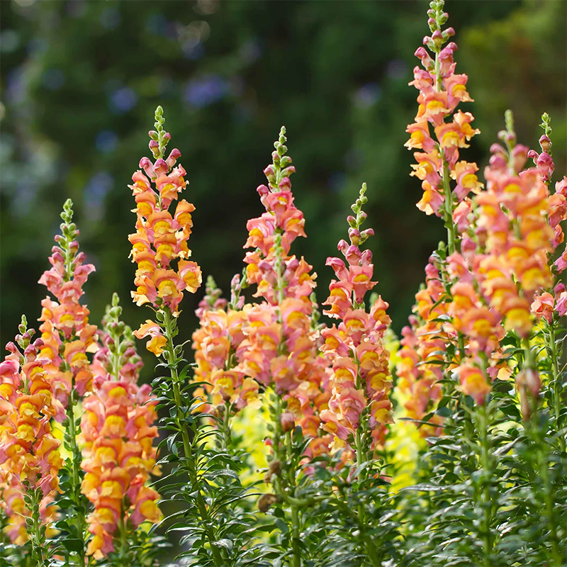 Snapdragon Seeds - Rocket Bronze – Haiyiplants