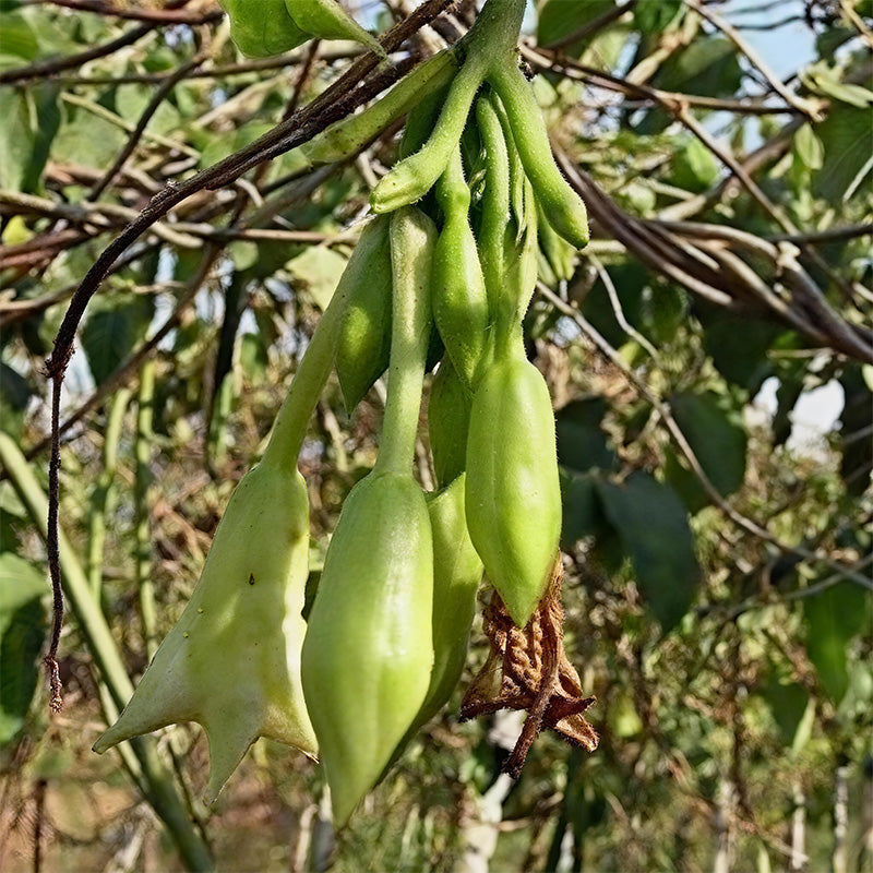 loroco Plant Seeds – Haiyiplants