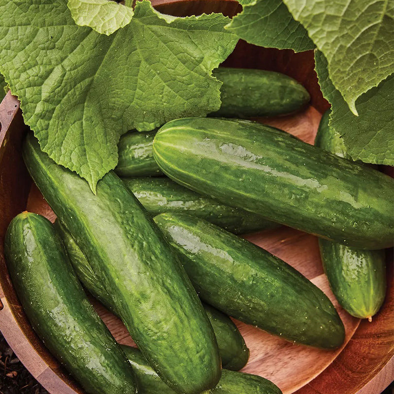 Cucumber, Bragger Hybrid – Haiyiplants