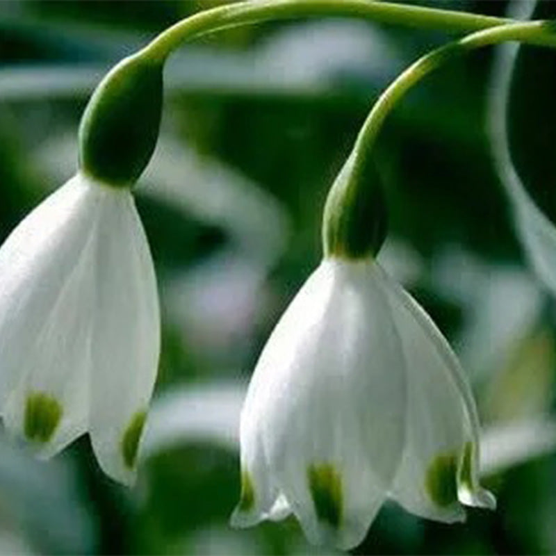 Snowdrop Flower Seeds – Haiyiplants