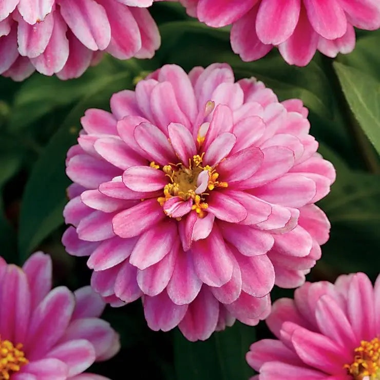Double Zahara™ Raspberry Ripple Zinnia Seeds – Haiyiplants