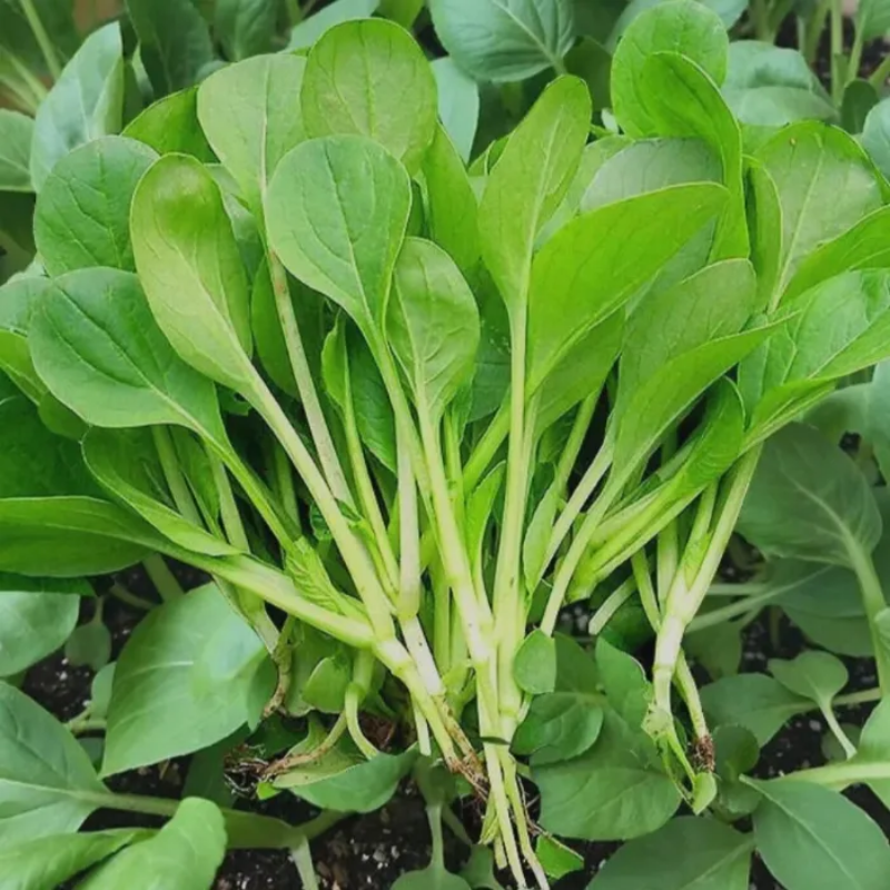 All Year Round Chicken Feather Vegetable Seeds – Haiyiplants
