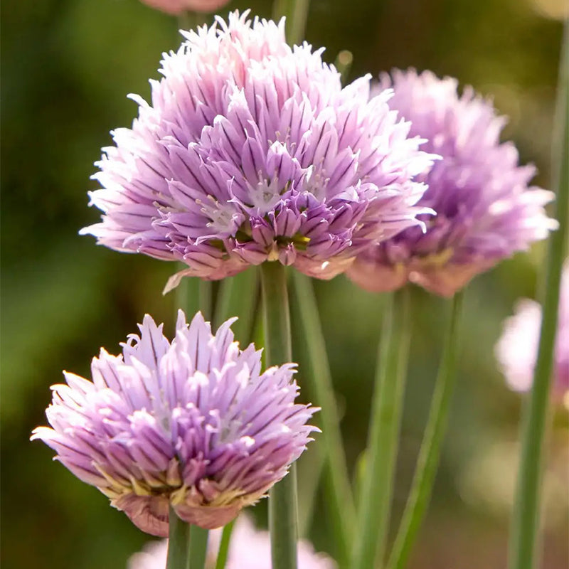 Dolores Chives – Haiyiplants
