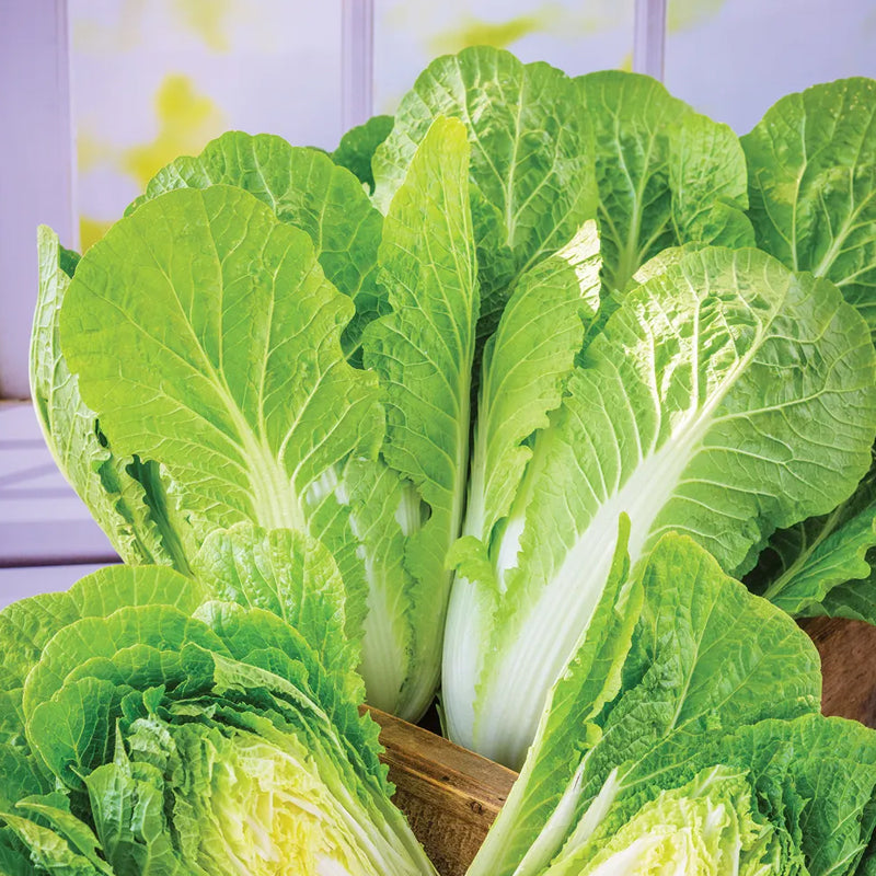 Cabbage Seeds Napa Barrel Head Hybrid – Haiyiplants