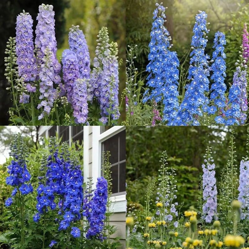 Delphinium Seeds Suitable for autumn & winter – Haiyiplants