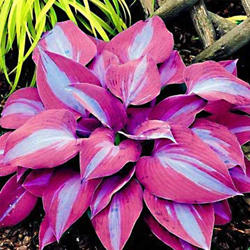 Blue-Grey Hosta Elegans Seeds – Haiyiplants