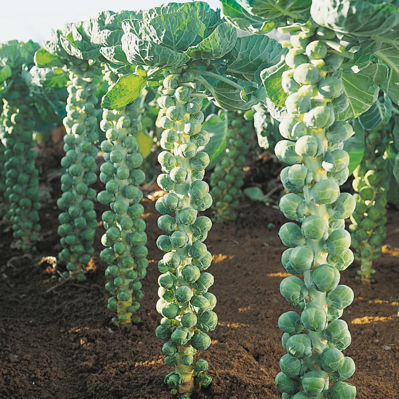Brussels Sprout Seeds - Rare Heirloom Brussel Sprout Seeds – Haiyiplants