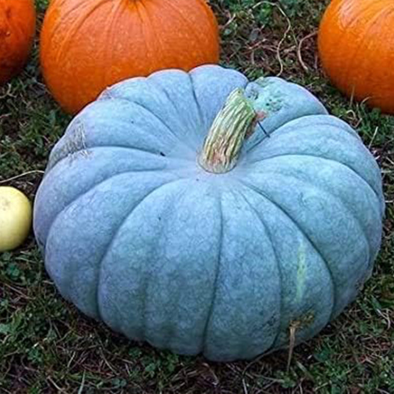 Exotic Blue Pumpkin Seeds Blue Pumpkin Seeds – Haiyiplants
