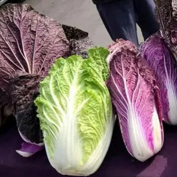 Organic Purple Cabbage Seeds – Haiyiplants