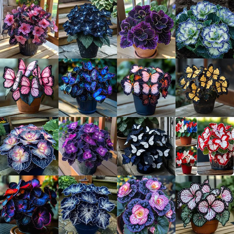 Butterfly Begonia: Unleash Whimsy in Your Garden! – Haiyiplants