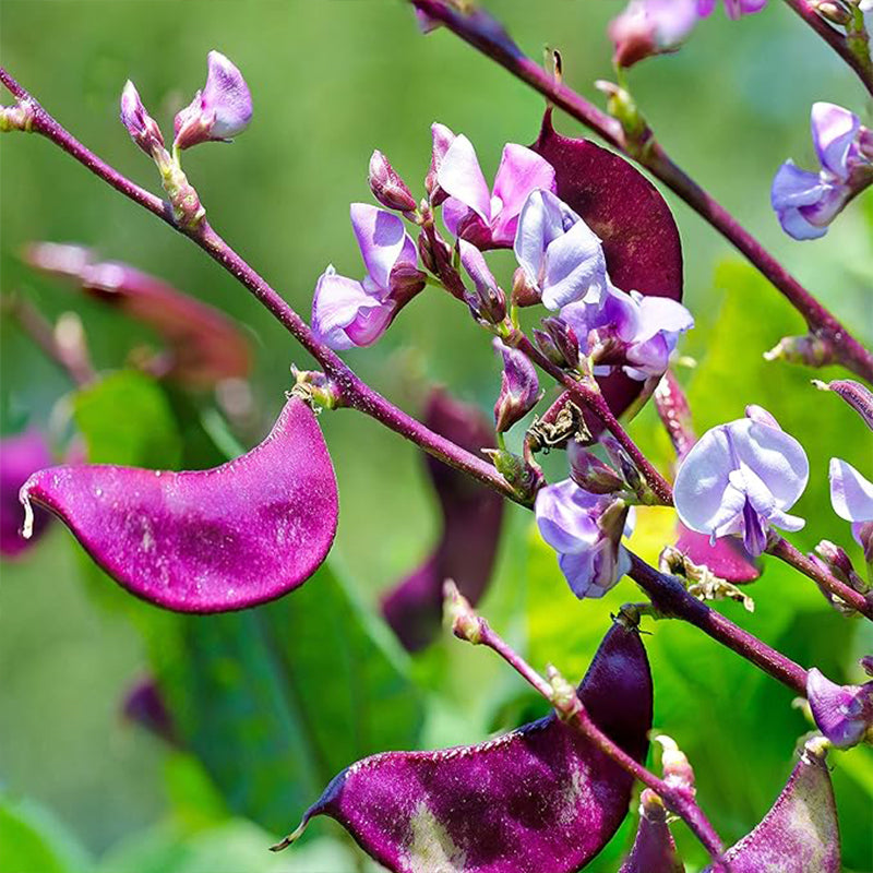 Perennial Red Dolichos Lablab Hyacinth Bean Vine & Flower Seed for Pla ...