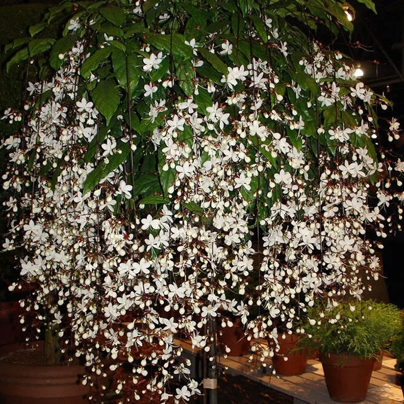 You Are My Life-Trailing Jasmine Flowers Seeds – Haiyiplants