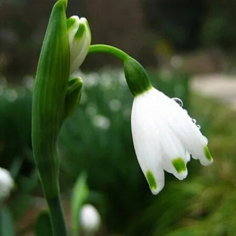 Snowdrop Flower Seeds – Haiyiplants