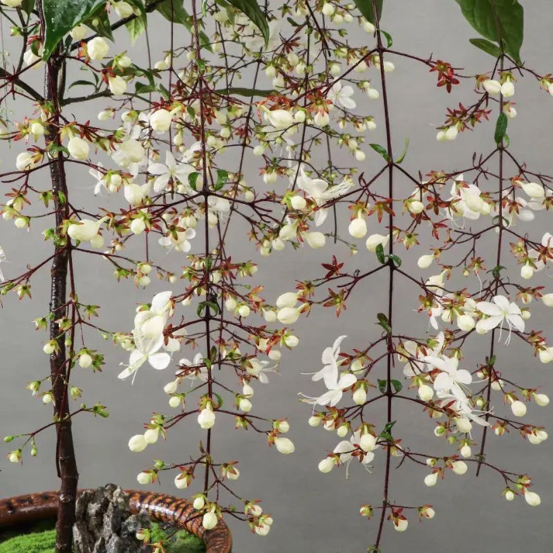 You Are My Life-Trailing Jasmine Flowers Seeds – Haiyiplants