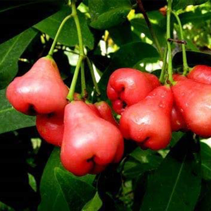 Rose Apple Fruit Seeds – Haiyiplants