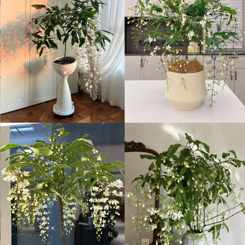 You Are My Life-Trailing Jasmine Flowers Seeds – Haiyiplants