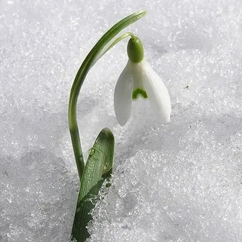 Snowdrop Flower Seeds – Haiyiplants