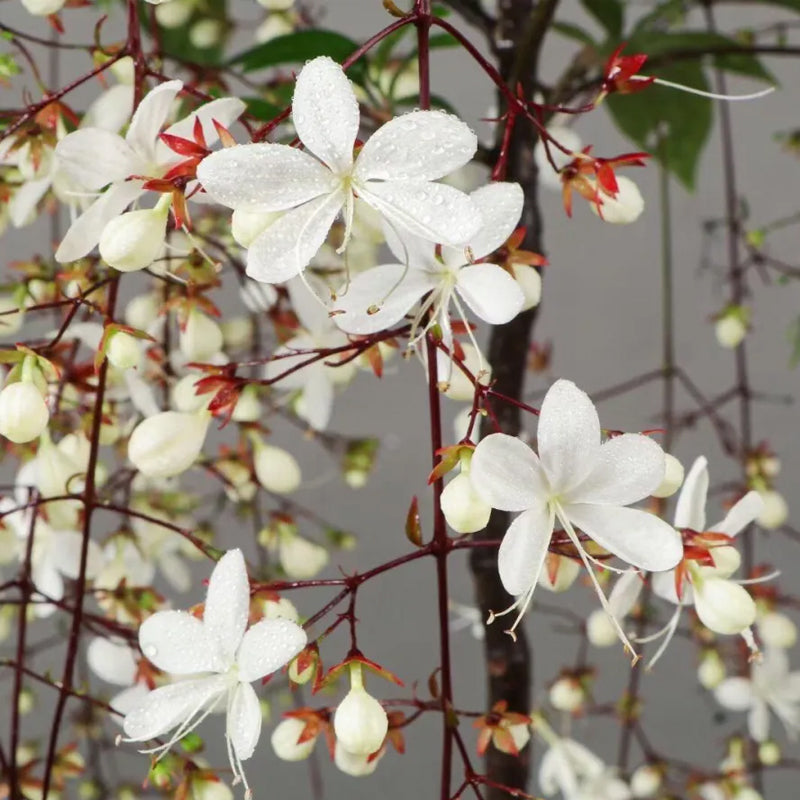 You Are My Life-Trailing Jasmine Flowers Seeds – Haiyiplants