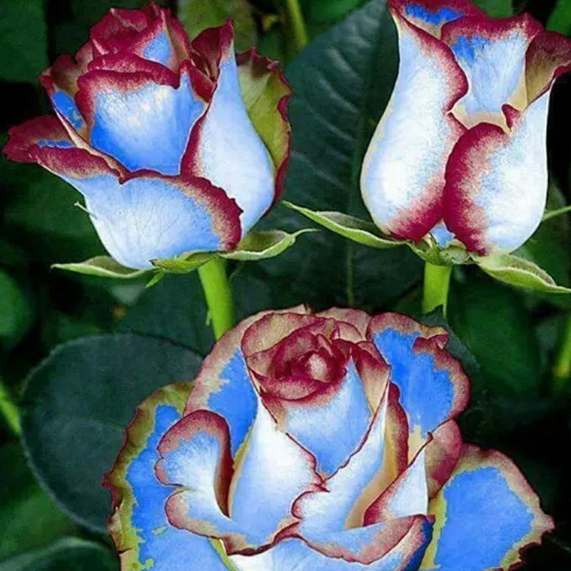 Ice Rose – Haiyiplants