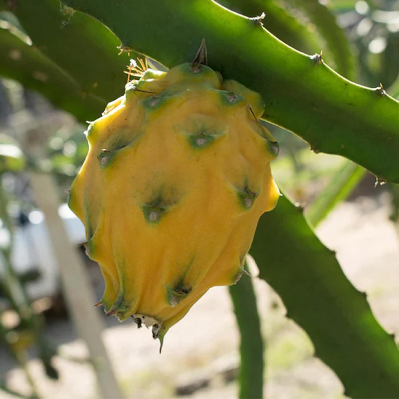 Yellow Dragon Fruit Seed Rare Color Pitaya Fruit Sweet Juicy Fruits Ri ...