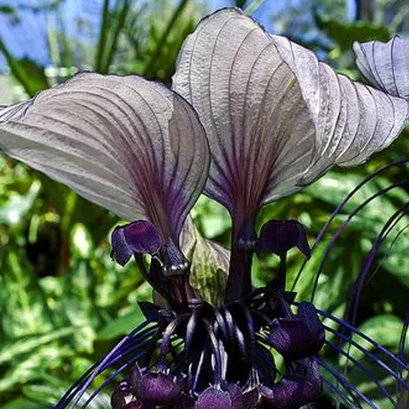 Angel Trumpet Double Purple Flower Seeds Brugmansia Datura – Haiyiplants