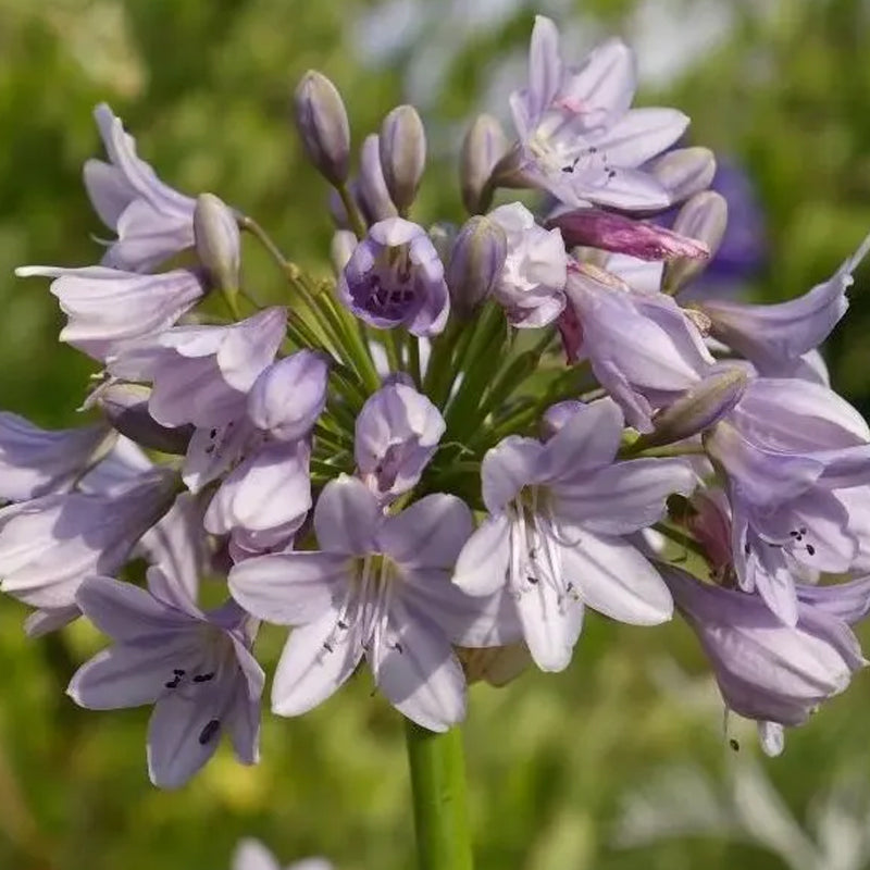 Agapanthus africanus 'Windsor Grey' – Haiyiplants