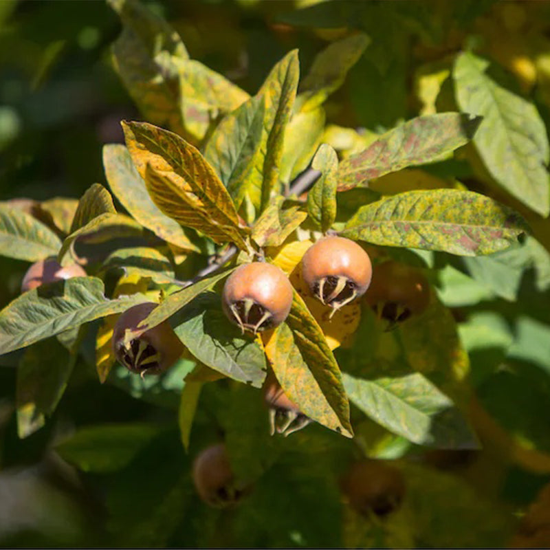 Medlar Tree Organic Seeds Medlar Fruit Seed for Garden and Pot ...