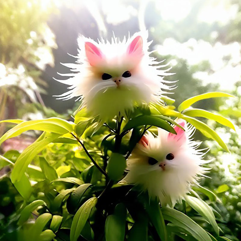 Cat's Eye Flower – Haiyiplants