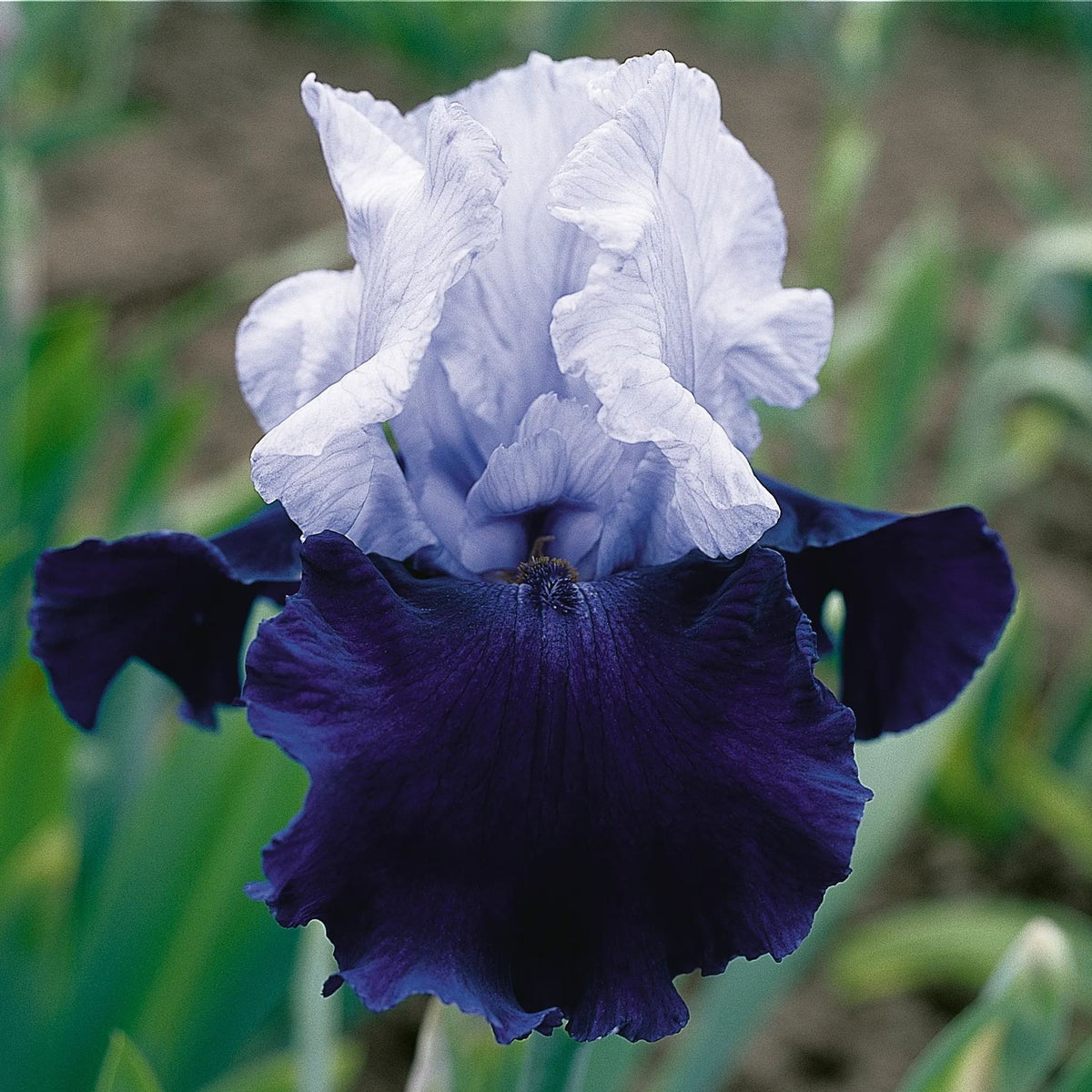 Iris Germanica 'Over Alaska' – Haiyiplants