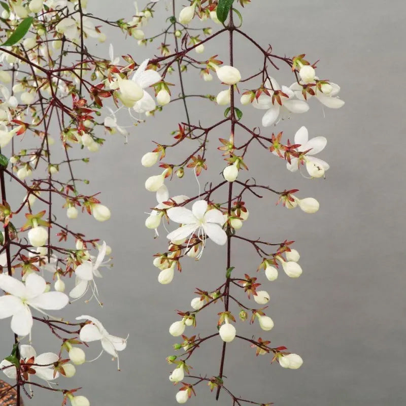 You Are My Life-Trailing Jasmine Flowers Seeds – Haiyiplants