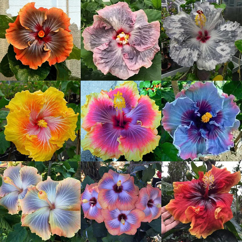 Beautiful Cosmic Dancer Hibiscus – Haiyiplants