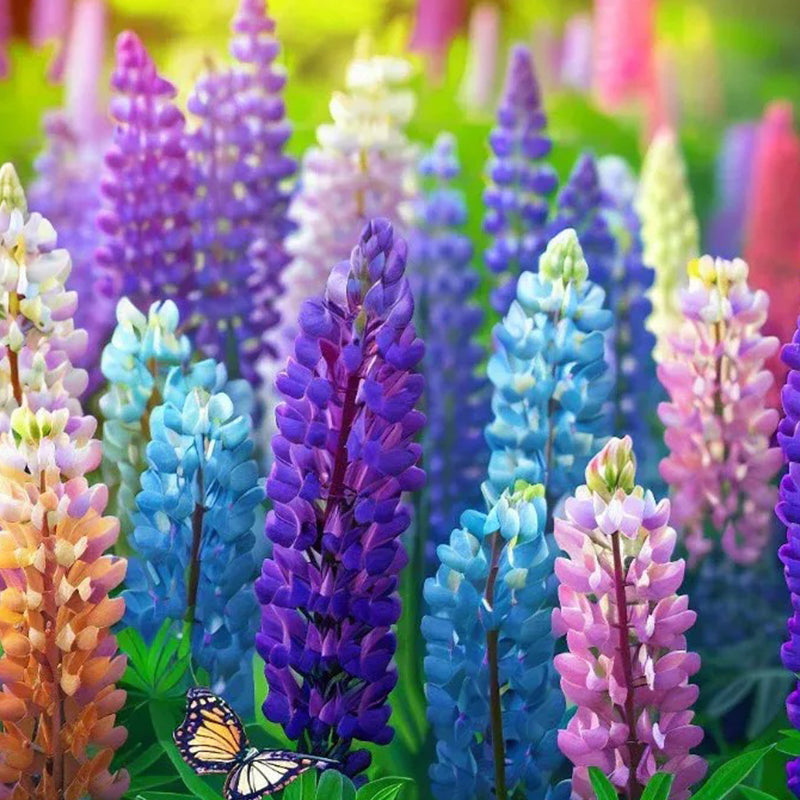 Mixed color Lupine Seeds – Haiyiplants