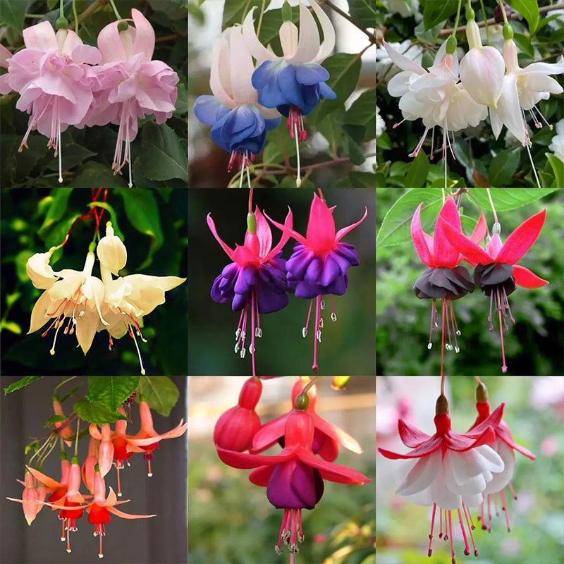 Fuchsia Flowers Seeds-Dancing Elf Bonsai – Haiyiplants