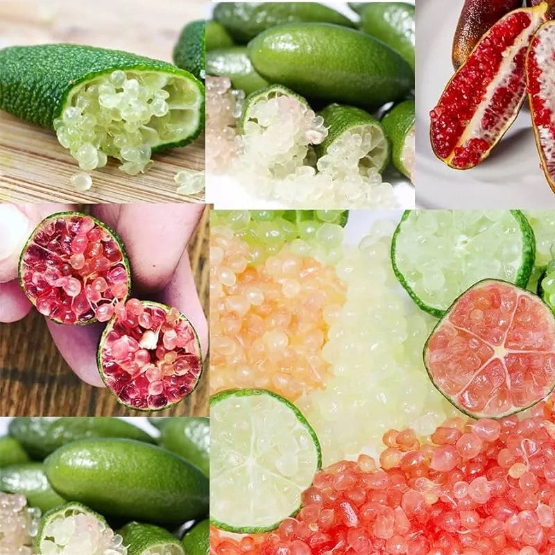 Finger Lime Seeds-Citrus Australasica – Haiyiplants