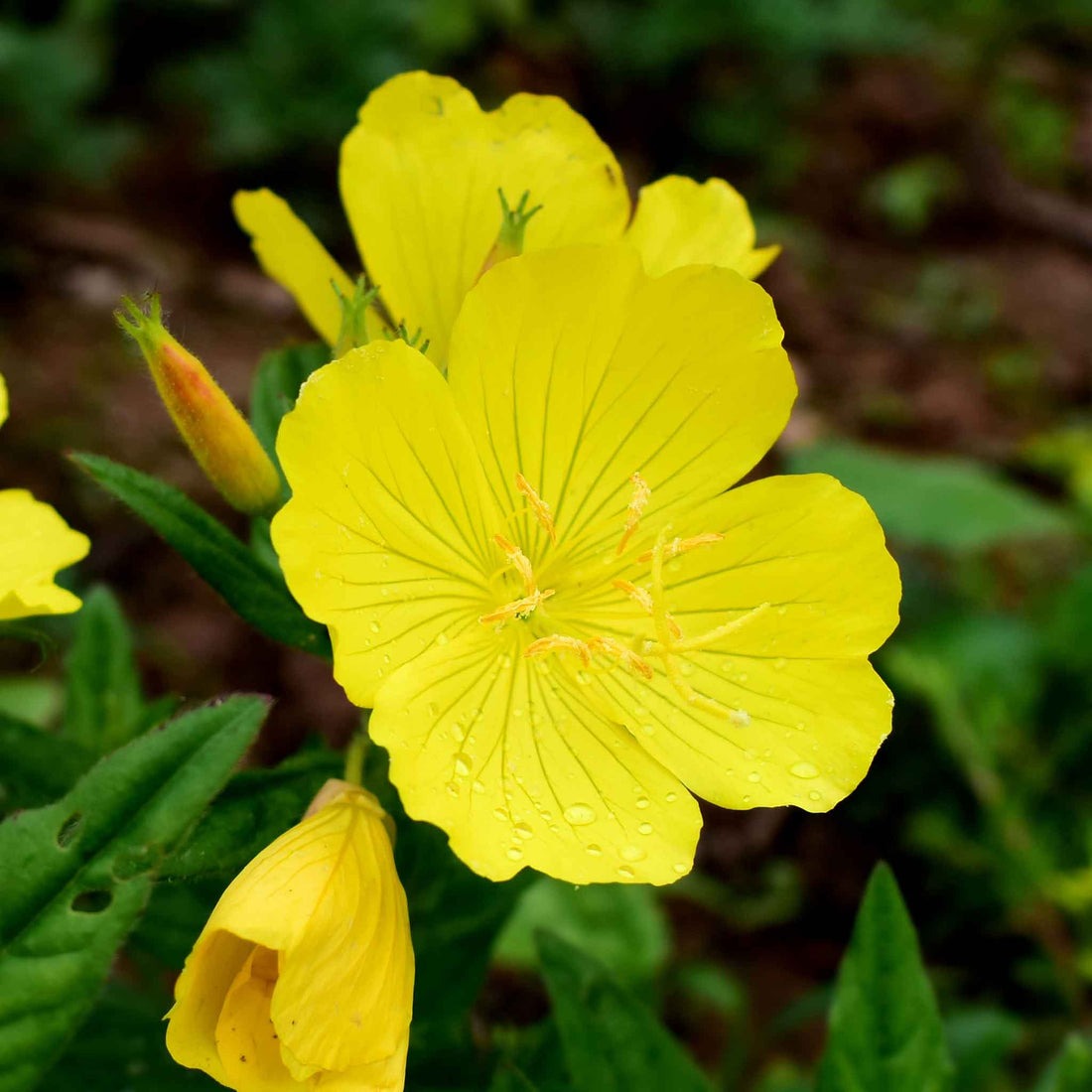 Yellow Evening Primrose Seeds – Haiyiplants