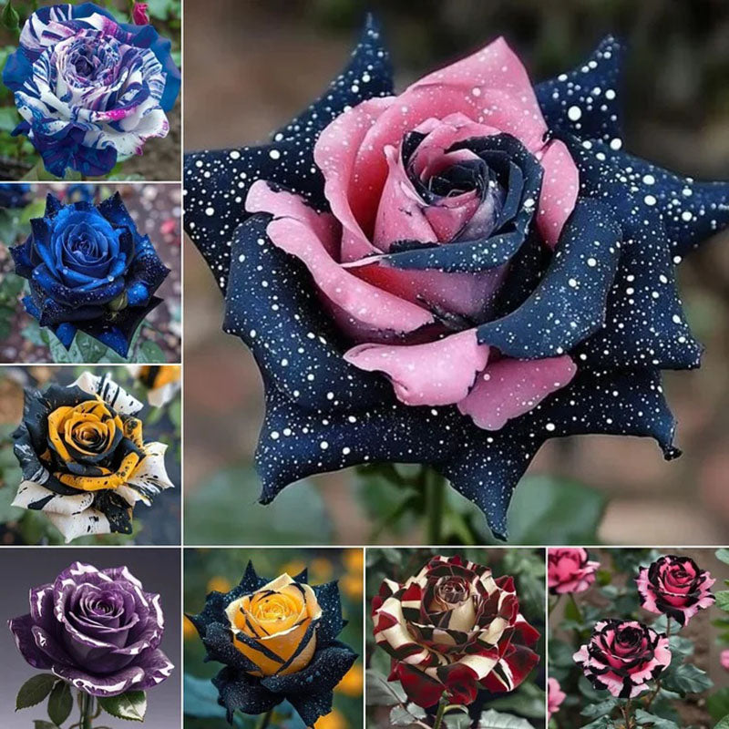 Starlight Mottled Rose Seeds- Rare Multicolor – Haiyiplants