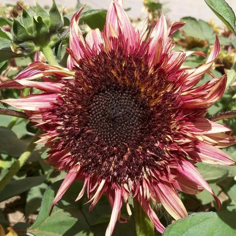 Uniquely different Double Dandy Sunflower Seeds – Haiyiplants
