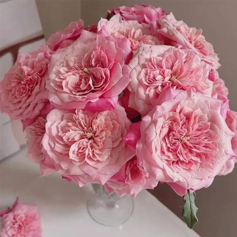 Mikoto Rose Seeds – Haiyiplants