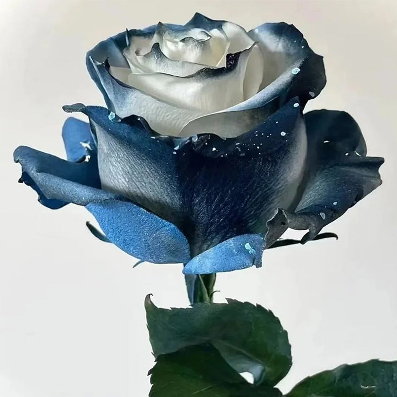 Ecuadorian Rose - Galaxy Seeds – Haiyiplants